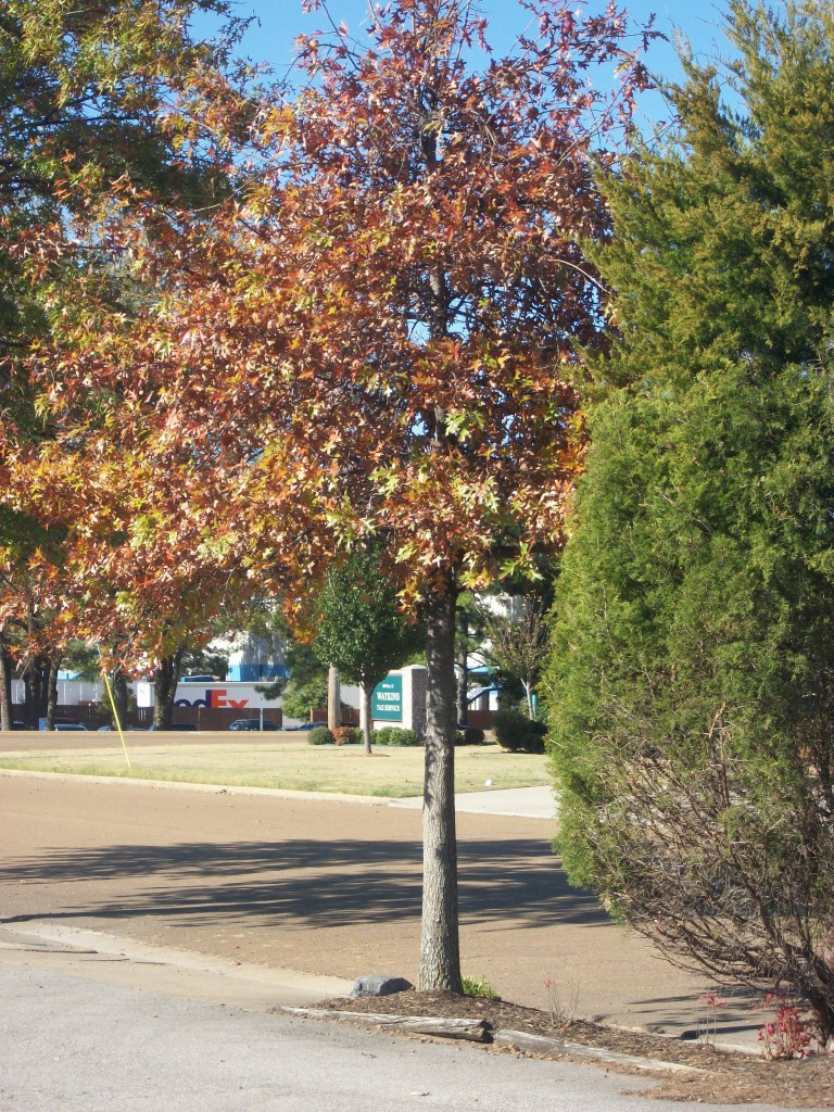 Fall Tree - Outdoor Patio Ideas